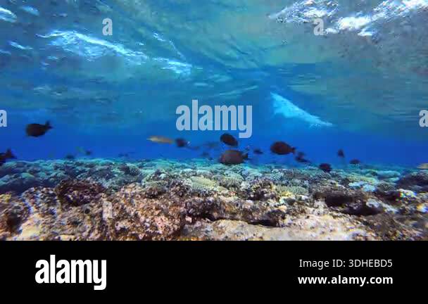 Tropical Fish under Blue Waves. Tropical blue water. Sea waves. Blue ...