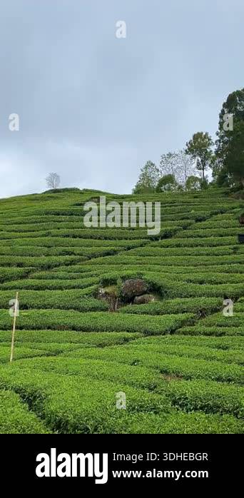 Serene Morning View of Lush Green Terraced Tea Plantations Under Cloudy ...