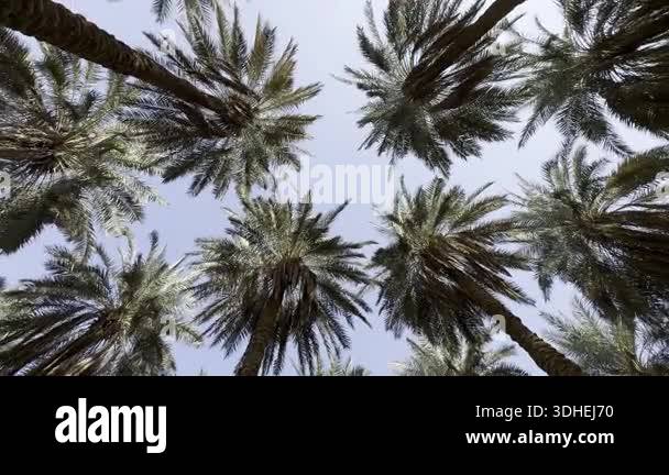 A panoramic view of Arabian palm trees from below, inside a palm farm ...