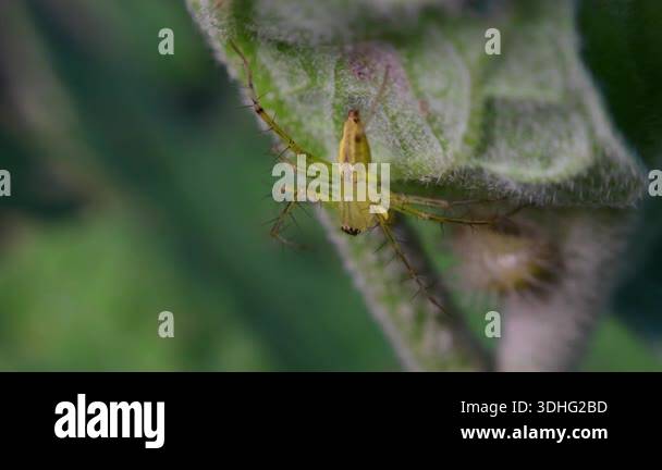Striped lynx spider, Oxyopes salticus (Hentz), is a small, spiny-legged ...