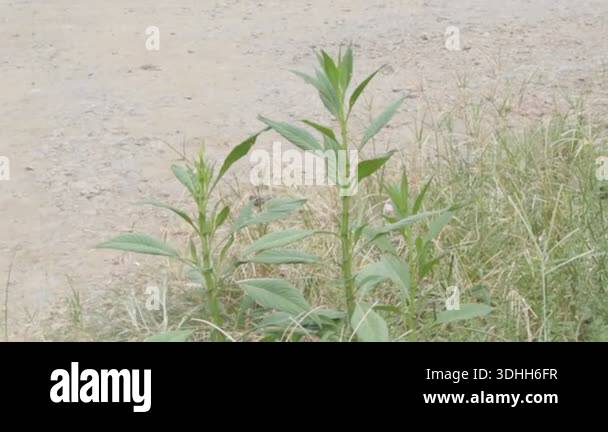 Nipa Garden on a Road Growth Leaf in a Large Land Farming Lot Stock ...