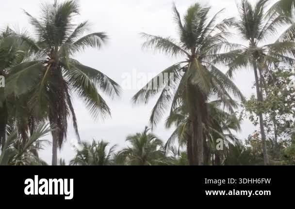 Coco Tree Tropical Beach on Island a Cloudy hour and Windy Weather ...