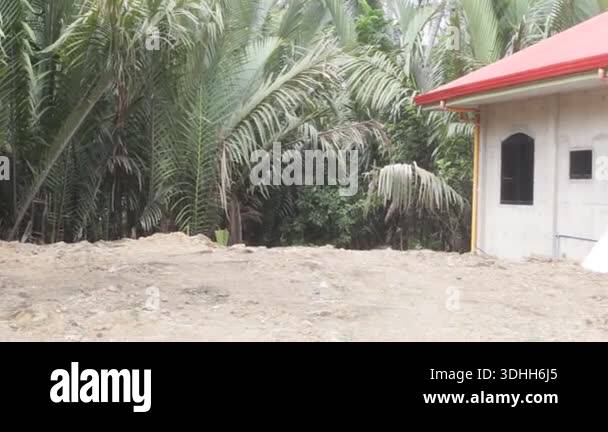 Nipa Garden on a Road Growth Leaf in a Large Land Farming Lot Stock ...