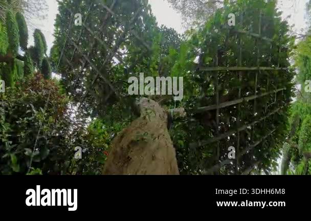 Tree with Structured Metal Grid Shaping Dense Crown Seen from Low Angle ...