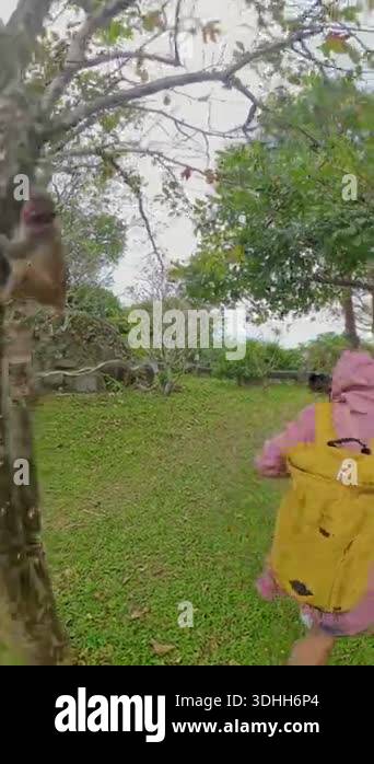 Vertical video. Monkey Jumping Toward Fruit Above Hooded Person in Pink ...