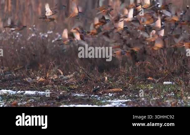 Large Flock of Sparrows Takes Flight from Snowy Ground in Slow Motion ...