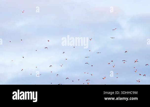 Panning Shot of Many Sparrows Birds Flying Across Overcast Sky in ...