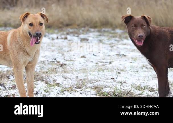 Pair of Panting Mixed Breed Dogs Standing in Snowy Field Looking Around ...