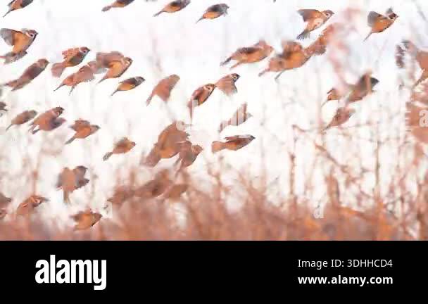 Flock of Sparrows Flying Through Dry Reeds and Landing on Branches ...