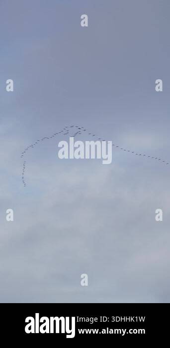 migration birds in the key flying in the sky Stock Video Footage - Alamy