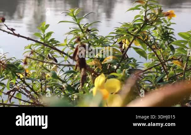 Travel route in nature tropical plants resort, stock footage Stock ...