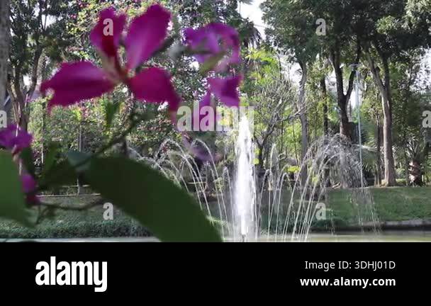 Travel route in nature tropical plants resort, stock footage Stock ...