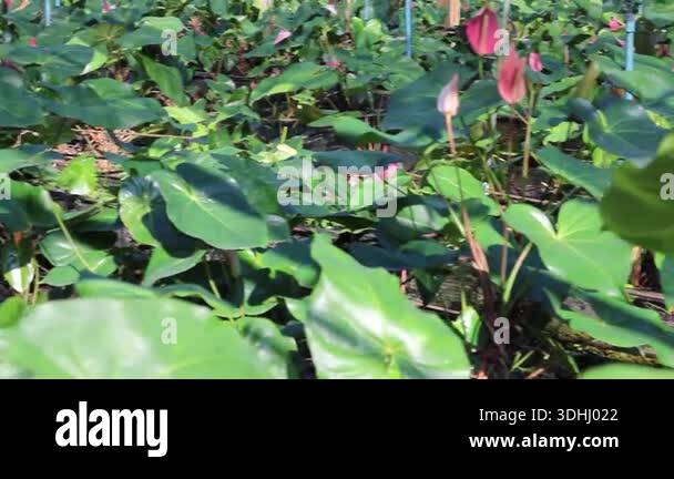 Travel route in nature tropical plants resort, stock footage Stock ...