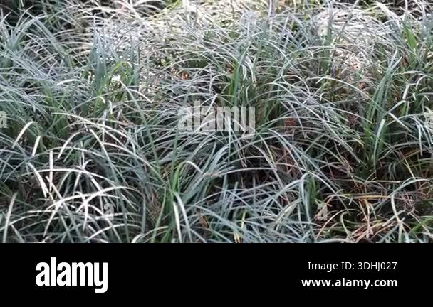 Travel route in nature tropical plants resort, stock footage Stock ...