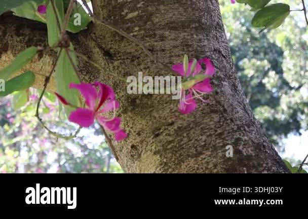 Travel route in nature tropical plants resort, stock footage Stock ...