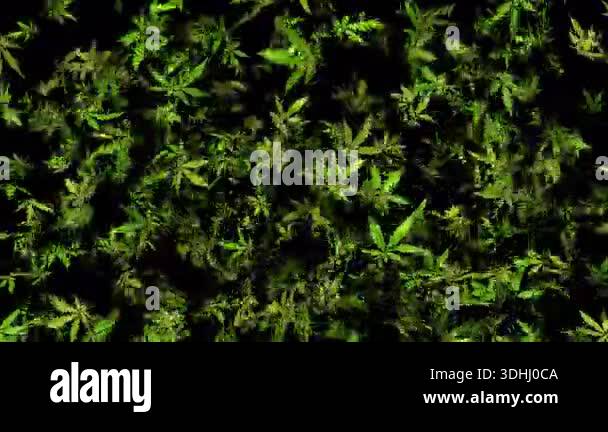 Cannabis Explosion. Animation of green marijuana leaves exploding like ...
