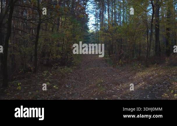 Aerial drone moves along a leaf strewn sandy trail in a mixed pine and ...