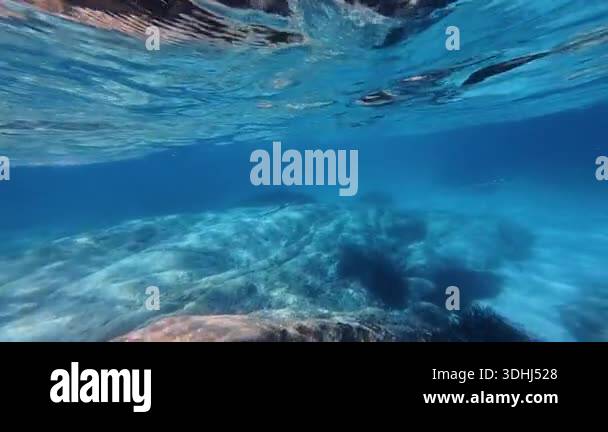 Greece. Underwater slow motion view of Needlefish (Garfish) swimming in ...