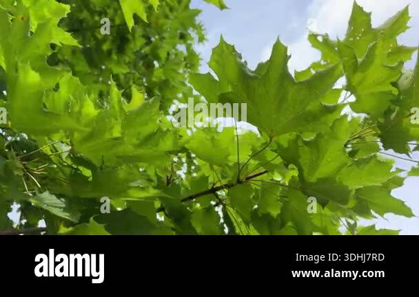 Green maple leaves grow under the warm spring sun. Spring brings fresh ...
