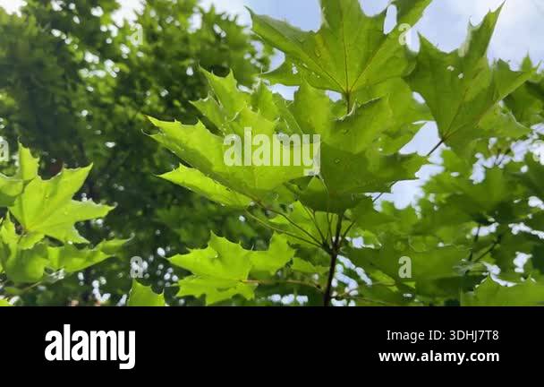 Green maple leaves grow under the warm spring sun. Spring brings fresh ...