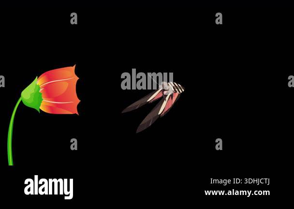 Butterfly Flapping Wings in Place Animation on Alpha Channel Stock ...