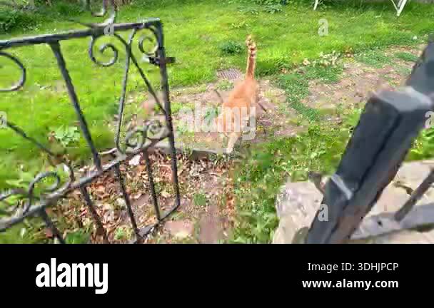 Walking through stone entrance gate Stock Videos & Footage - HD and 4K ...
