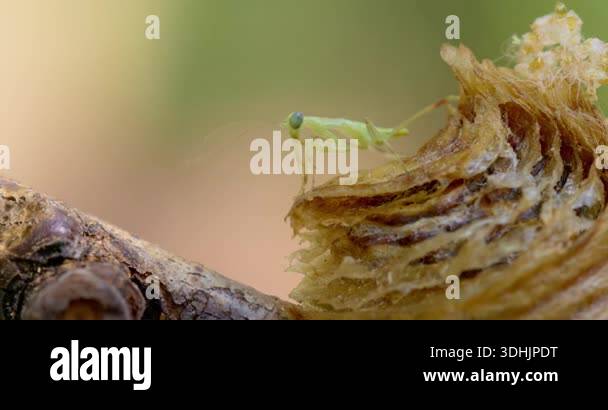 A detailed video capturing a baby praying mantis emerging from its egg ...