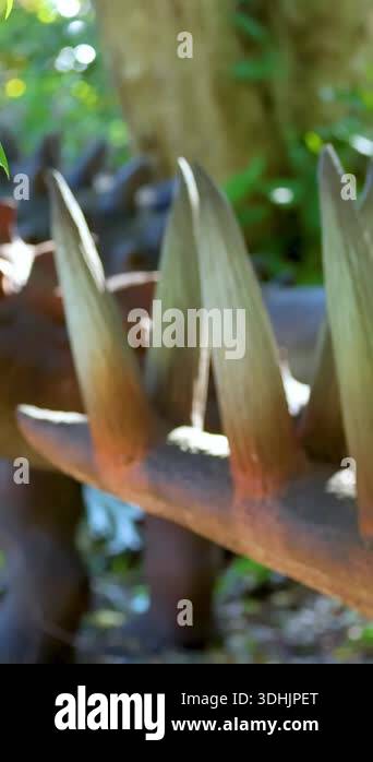 Camera smoothly pans across realistic Kentrosaurus tail spikes in an ...