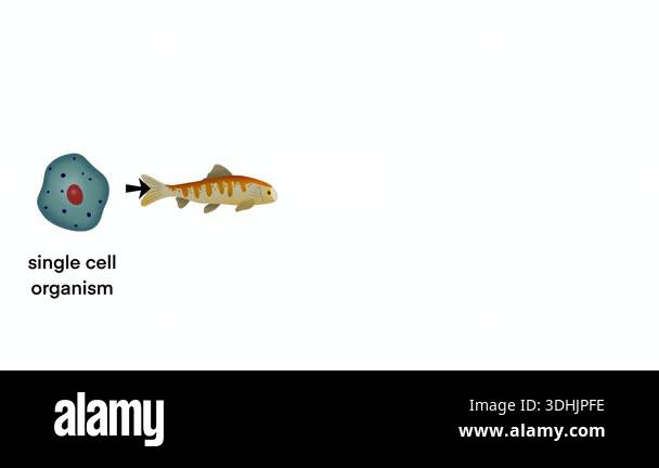 life progression from single cell organism to aquatic animal, amphibian ...