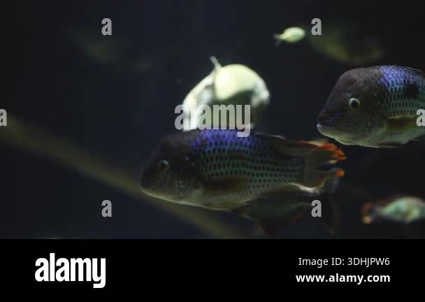 Colorful fish gliding through aquarium water Stock Video Footage - Alamy