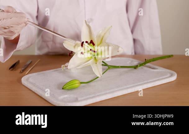 Scientist in lab coat uses glass rod to study lily flower anatomy on a ...