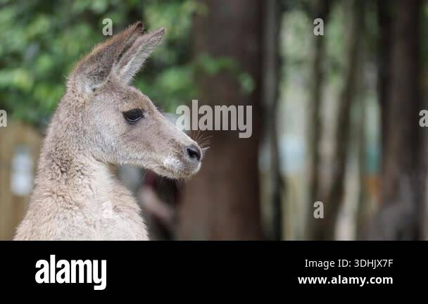 Kangaroo head turning, observing forest environment Stock Video Footage ...