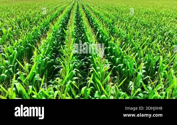 Corn field aerial view over green rows in summer, agricultural crop ...