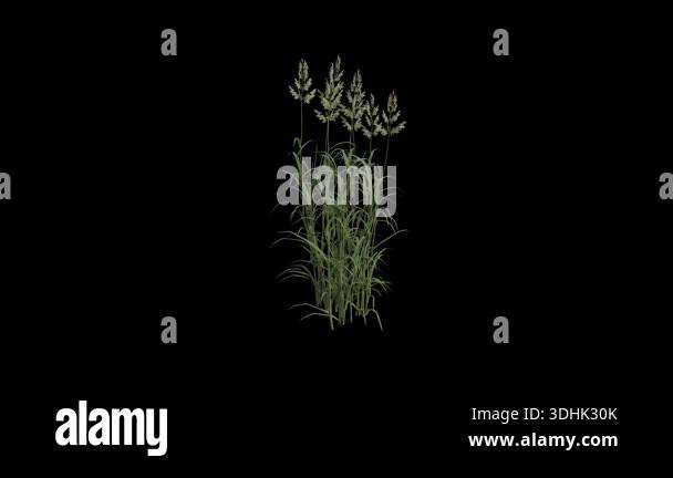 Grass blowing in the wind. Wind blows the Grass. Animated Grass swaying ...