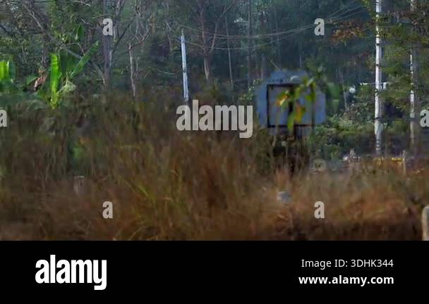 Peaceful rural road passing through dense greenery, banana trees, and ...