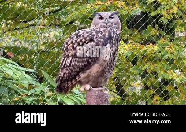 watchful mottled owl perched on stump inside leafy aviary against ...