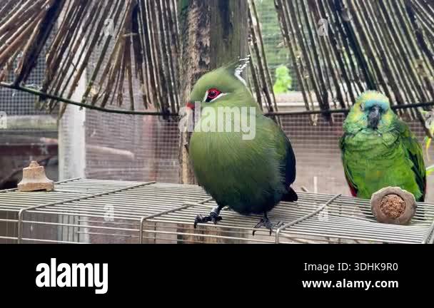 Green turaco perched beside small parrot under rustic canopy, bright ...