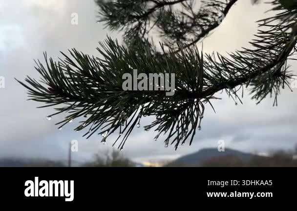 Close up detail of evergreen pine tree needles on branch in Scottish ...
