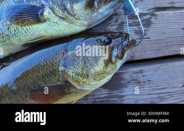 Freshly caught freshwater largemouth bass fish on the chain for food ...