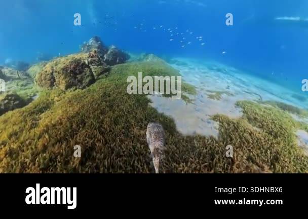 Puffer Fish exploring the vibrant underwater landscape of Anse Dufour ...
