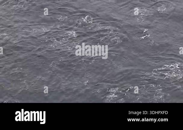 Aerial view of common dolphins feeding above huge dragnet in Donegal ...