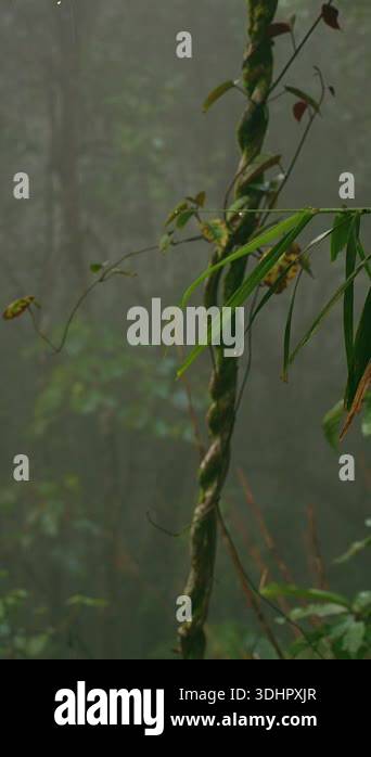Vertical video. Close view of damp tangled vegetation in misty forest ...