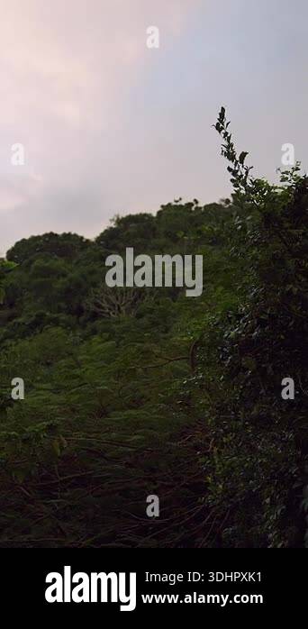 Vertical video. Tree Canopy branches framing soft Sky in an Upward ...