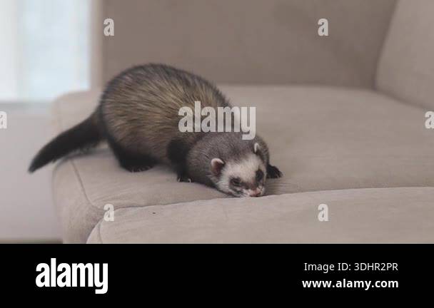 Domesticated dark sable ferret mustela putorius running through modern ...