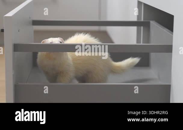 Domesticated dew color ferret mustela putorius running through modern ...