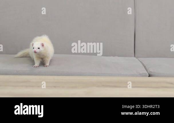 Domesticated dew color ferret mustela putorius running through modern ...
