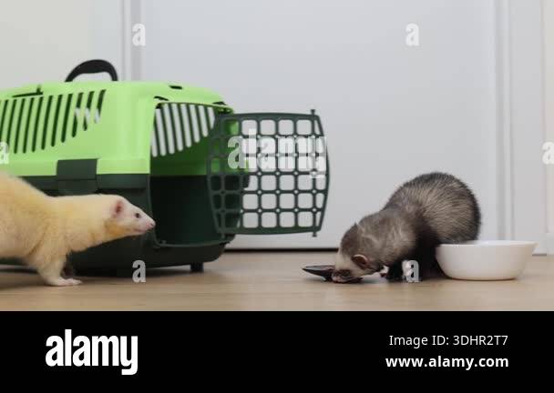 Domesticated dark sable ferret mustela putorius running through modern ...