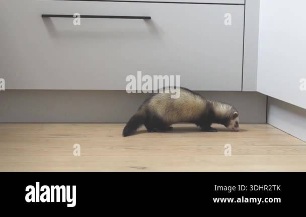 Domesticated dark sable ferret mustela putorius running through modern ...