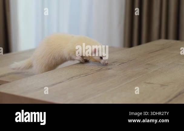 Domesticated dew color ferret mustela putorius running through modern ...