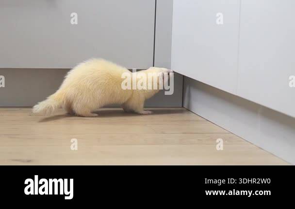 Domesticated dew color ferret mustela putorius running through modern ...